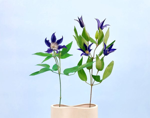 Een nieuwe look voor Clematis Amazing® Oslo | Marginpar