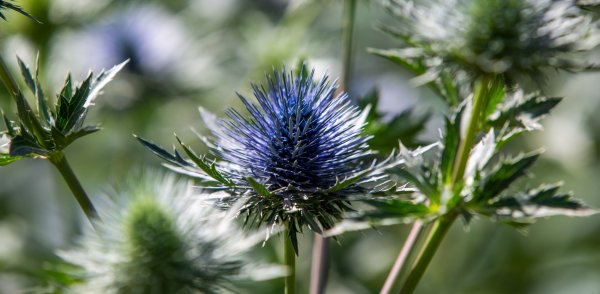 The Quest for Eryngium Questar® - Part 2 | Marginpar