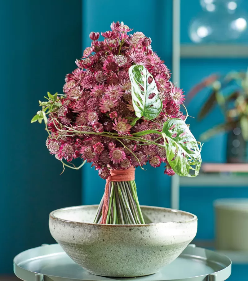 Astrantia in the spotlight | Marginpar