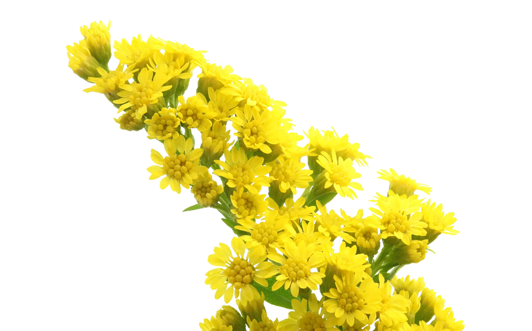 Solidago Carzan Glory Marginpar solidago-carzan-glory-marginpar