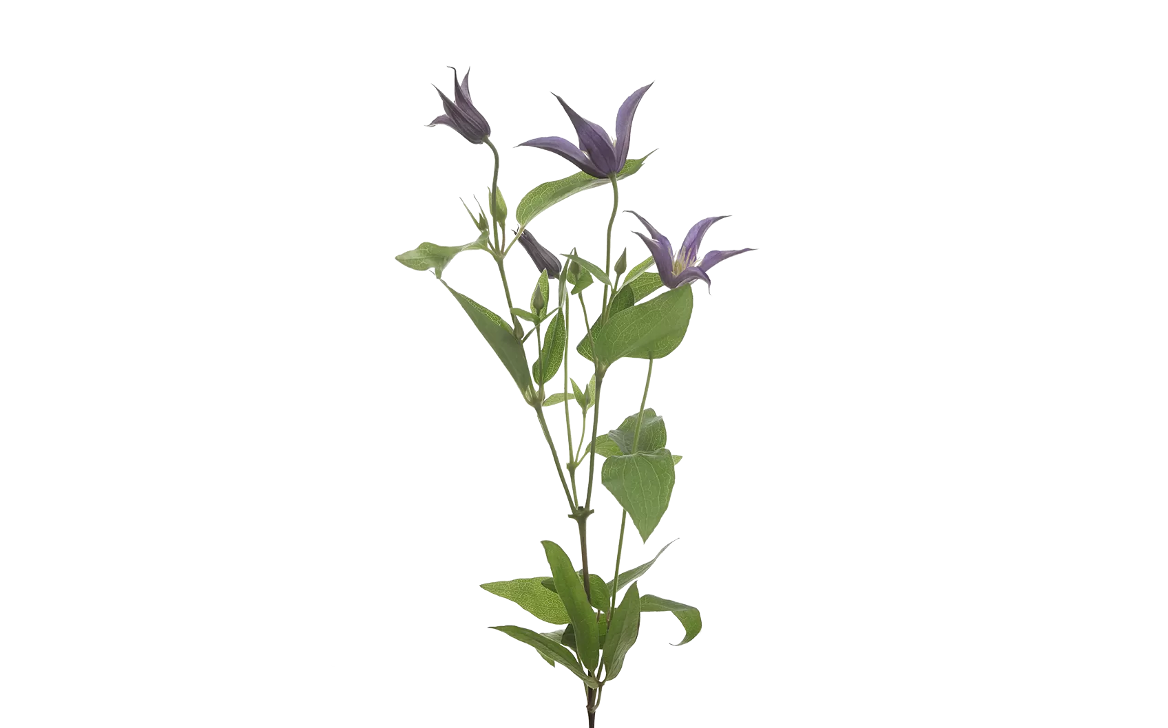 Clematis Amazing® Oslo | Marginpar