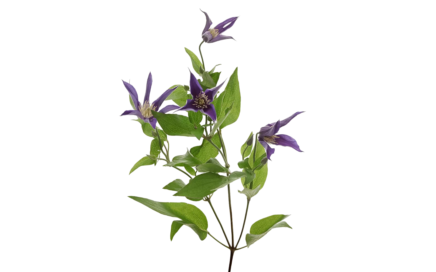 Clematis Amazing® Oslo | Marginpar
