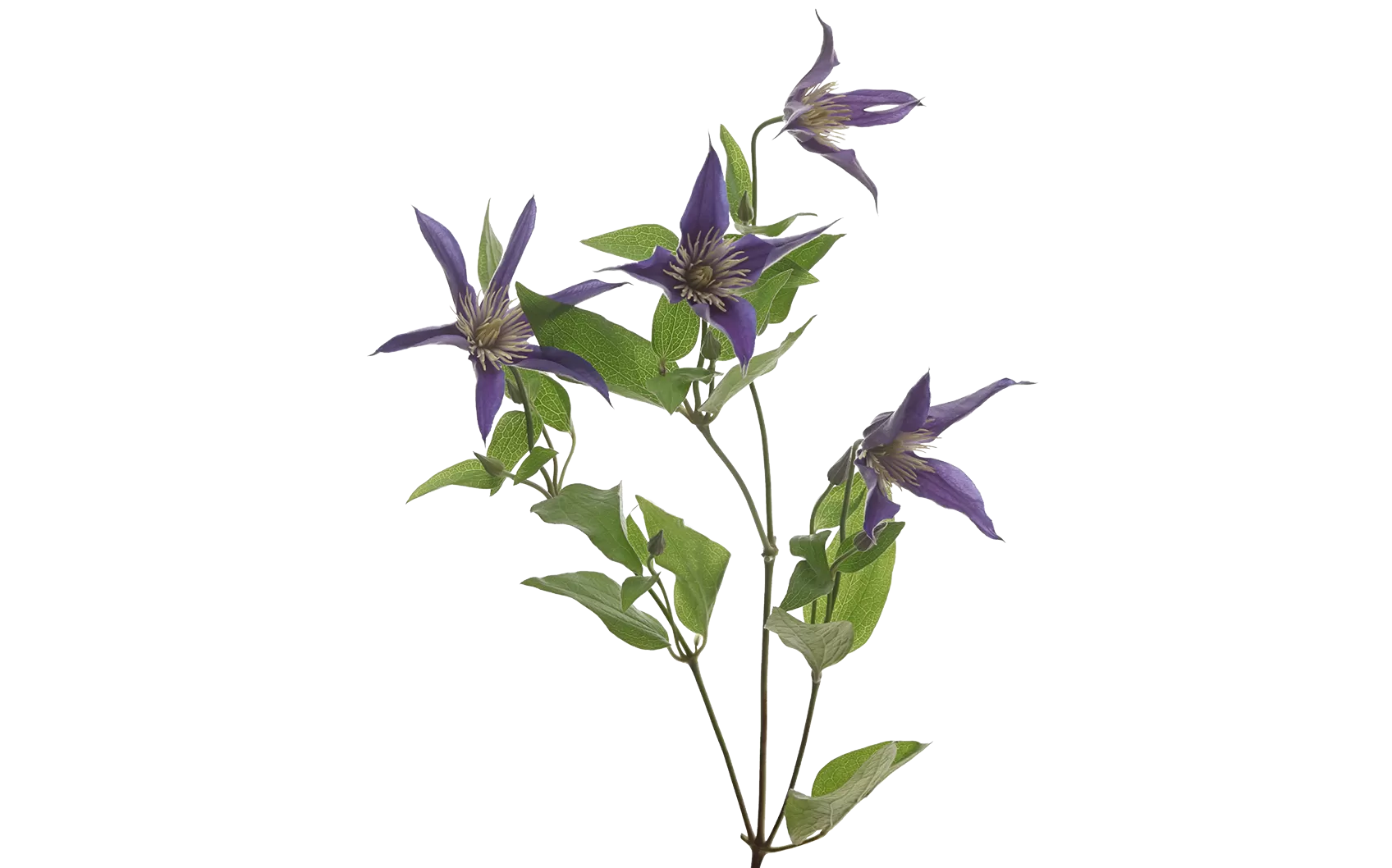 Clematis Amazing® Oslo | Marginpar